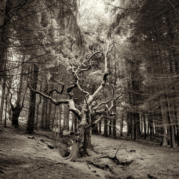 TWO OLD FELLAS - North Yorks Moors – Prints for Art's Sake